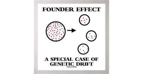 Founder Effect A Special Case Of Genetic Drift Poster Zazzle