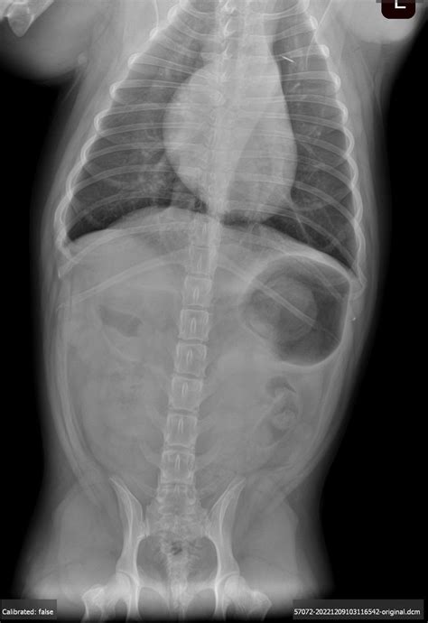 Dog Suddenly Lost Control Of Legs And Started Dragging Herself In