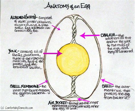 Egg Diagram And Functions Chicken Eggs Egg Parts Different K