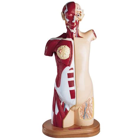 Human Torso Models