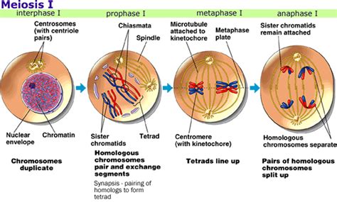 Chromatid In A Cell