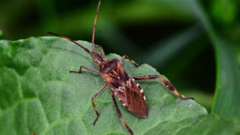 Stink Bug Or Western Conifer Seed Bug What Is In Your House Pestopped
