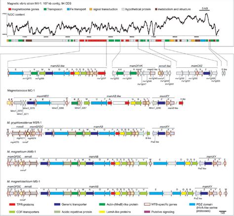 Figure 1 From Comparative Analysis Of Magnetosome Gene Clusters In