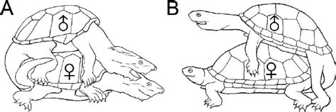 The 2 Major Copulation Postures Used By Freshwater Turtles A Male