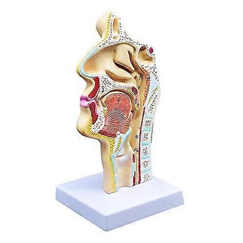 Medical Model Human Anatomical Nasal Cavities And Neck Anatomy For