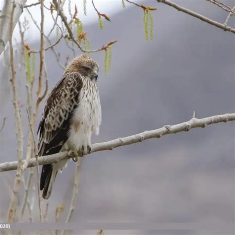 Booted Eagle Facts Diet Habitat And Pictures On Animaliabio