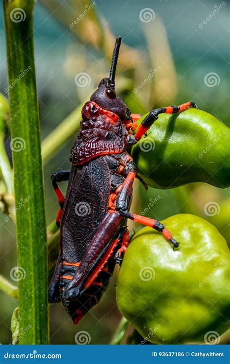 Koppie Foam Grasshopper Colourful Grasshopper Locust Photographed In