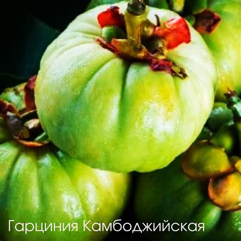 Гарциния Камбоджийская Популярная сегодня добавка для похудения и ...