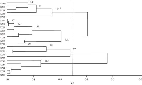 Dendrogram Of 22 Extra Early Yellow Maize Inbred Lines Constructed From