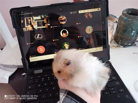 Rodents Make Great Classmates And Art Is Their Favorite Subject