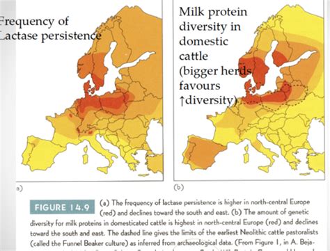 Lactase Persistence Map