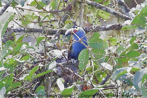 Plate Billed Mountain Toucan