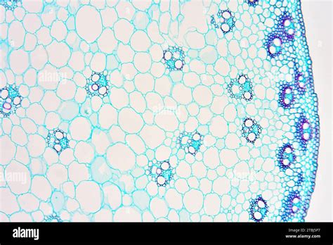 Monocot Stem Triticum Sp Showing Epidermis Collenchyma Parenchyma