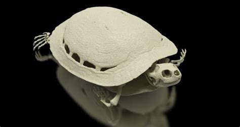X Ray Microscopic Examination Of A Turtle Micro Photonics