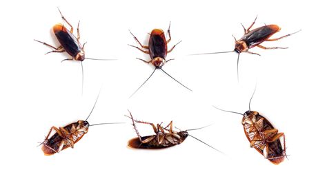 Premium Photo Cockroach Of Front And Back On Isolated White Background Cockroach Is Pest Dirty Premium Photo Cockroach Of Front And Back On Isolated White Background Cockroach Is Pest Dirty
