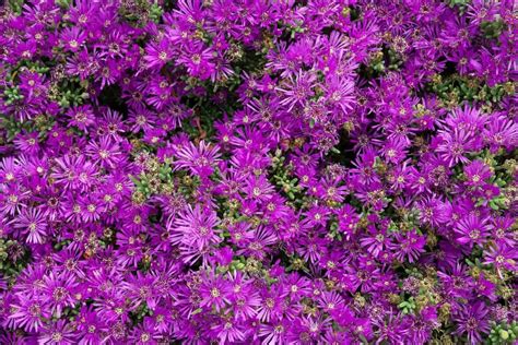 Acem Halısı Çiçeği Bakımı Ve Çoğaltma Dantel Modelleri En Güzel