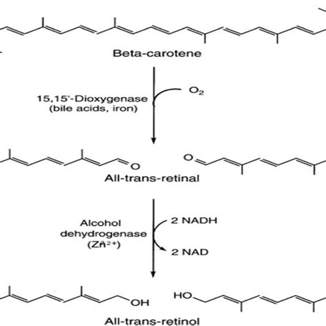 Structures Of β Carotene And Its Conversion To Vitamin A Derivatives