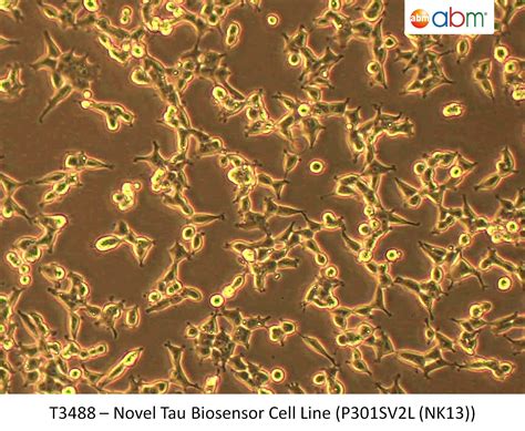 Novel Tau Biosensor Cell Line P301sv2l Nk13 Applied Biological