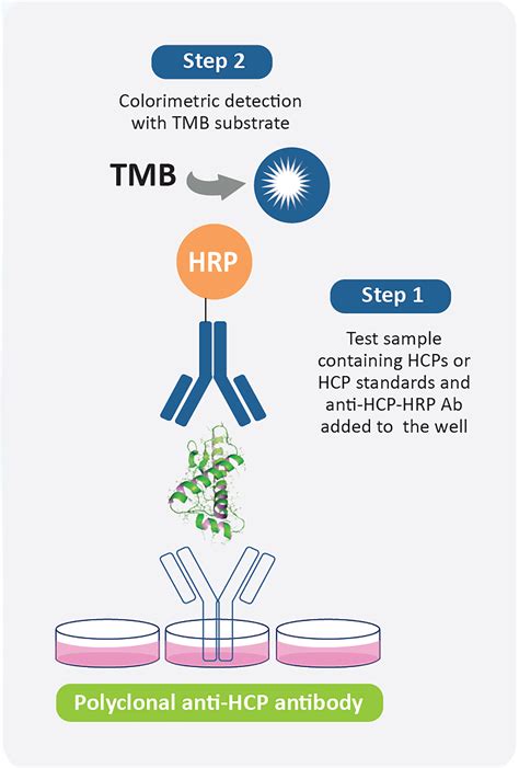 Hcp Elisa And Hcp Antibody Coverage Analysis Methods