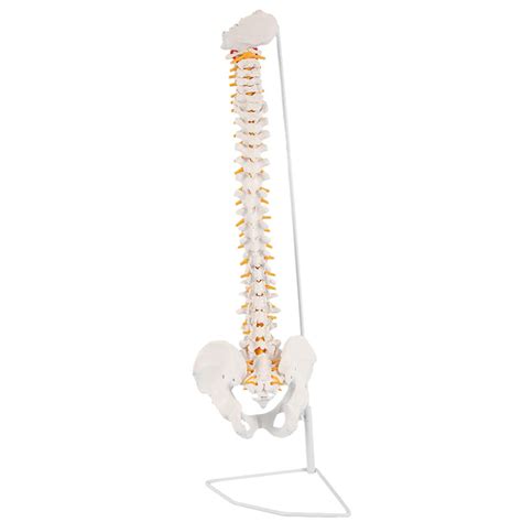 Buy Human Spine Model 34 Life Size Spinal Cord Model With Vertebrae