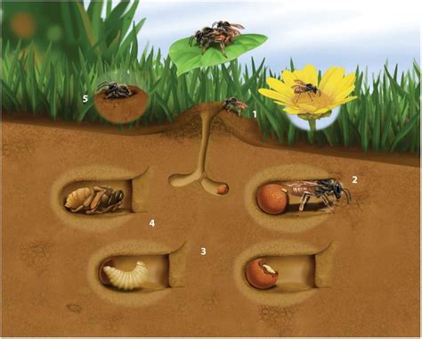 Solitary Ground Nesting Bees And Their Nesting Preferences Waitrose