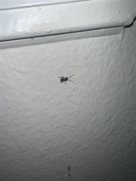 Id Coastal Nc Rinsects