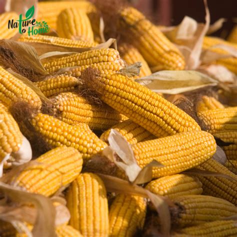 Bulk Dent Corn Supplier And Exporter In India High Quality And Affordable