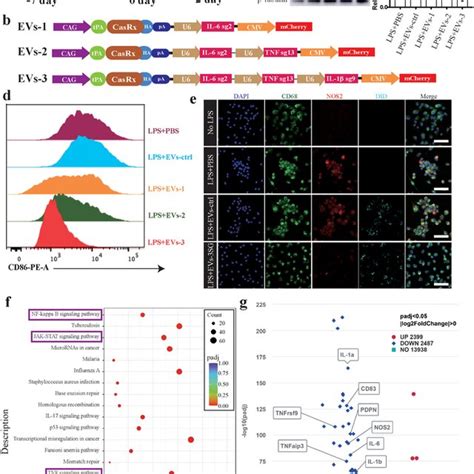 Biodistribution Of Systemically Infused Evs Detected Using Dir Download Scientific Diagram