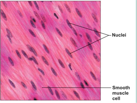 Smooth Muscle Under Microscope Labeled