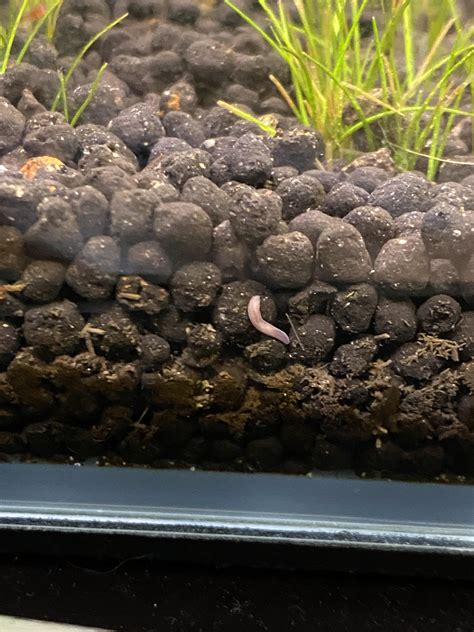 Detritus Worm R Shrimptank