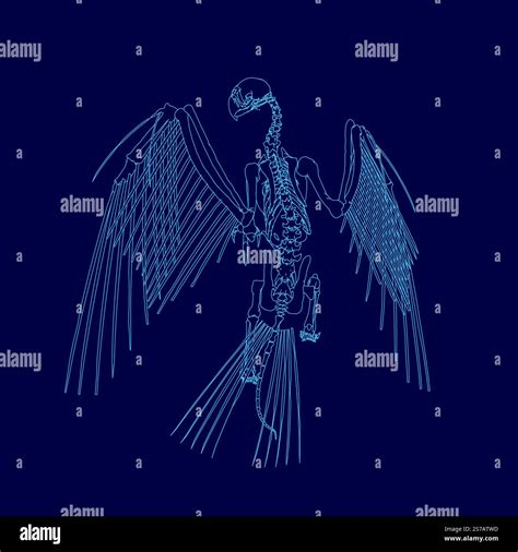 Blue Drawing Of A Bird Skeleton The Skeleton Is Shown In A Very Detailed And Realistic Manner