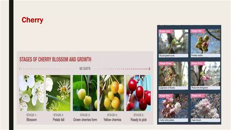 Growth And Phenological Stages Of Temperate Fruit Crops Pptx Gardening Home And Garden