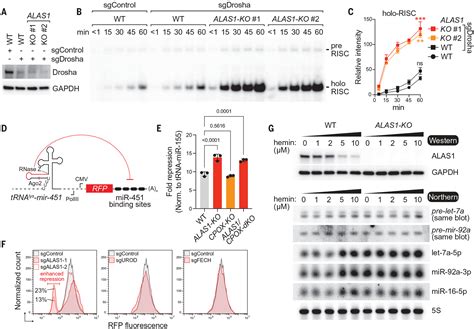 Noncanonical Role Of Alas1 As A Heme Independent Inhibitor Of Small Rna