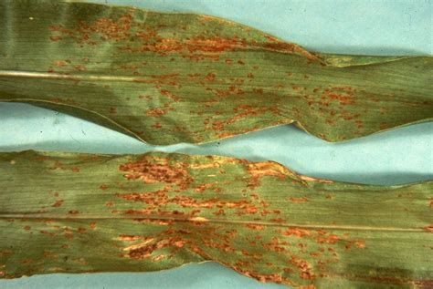 Rust On Sweet Corn Vegetable Pathology Long Island Horticultural