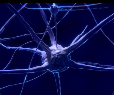 Hypericum For Injuries To Nerves