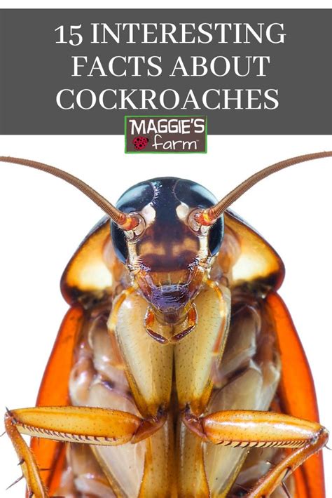 Fascinating Facts About Cockroaches