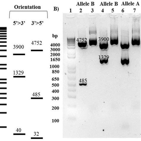 Strategy To Determine The Insert Orientation In The Plasmid A In