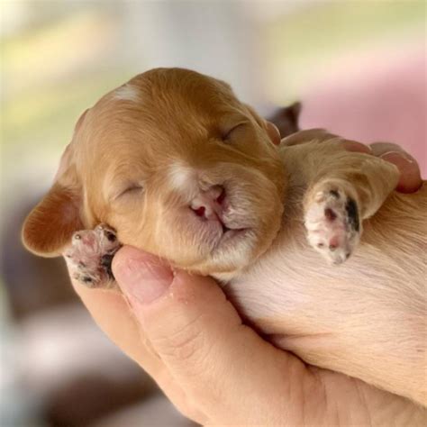 Cavapoo Kennels Of Western New York