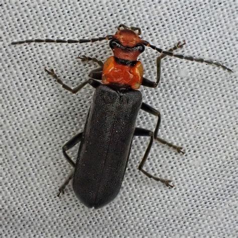 Cantharidae Soldier Beetles 10 000 Things Of The Pacific Northwest