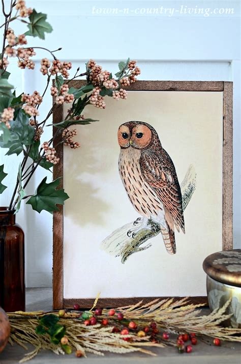 Vintage Owl Art Style Showcase 150 Town And Country Living