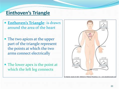 Ppt Cardiovascular System Block The Electrocardiogram Ecg