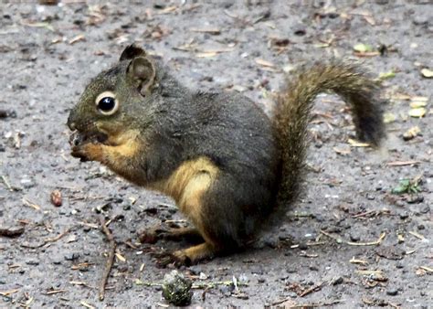 10 Different Types Of Squirrels In Canada
