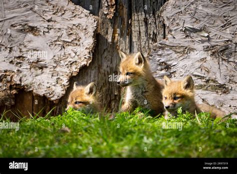 Red Fox Cubs Resting At Their Den In An Abandoned House In Springtime