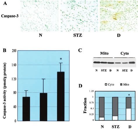 Detection Of Caspase 3 And Mitochondrial Cytochrome C Release Download Scientific Diagram