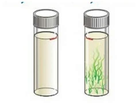 Algae Test Kit At ₹ 3770number Bacteria Detection Kit In Ankleshwar