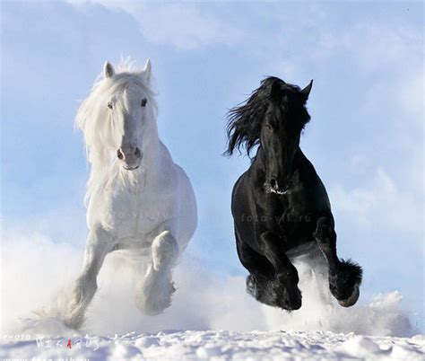 رحال Voyager الخيل معقود في نواصيها الخير إلى يوم القيامة ومجموعة صور