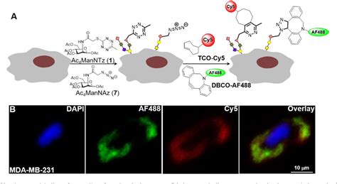 Figure 4 From Building Bioorthogonal Click Release Capable Artificial Receptors On Cancer Cell