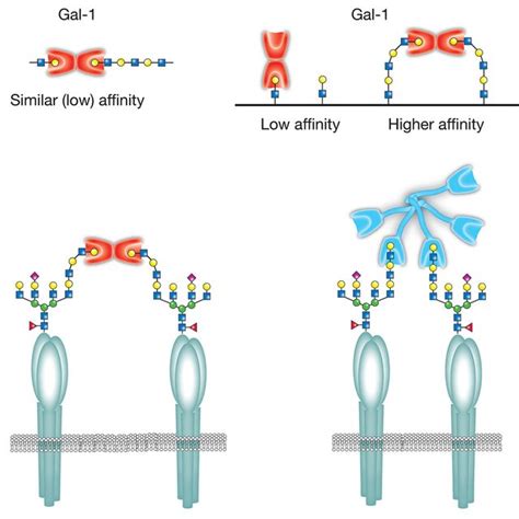 Lactosamine Modification Differentially Impacts Galectin Binding While Download Scientific