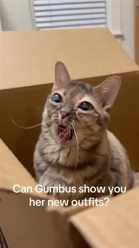 Gumbus A Day In The Life Album On Imgur
