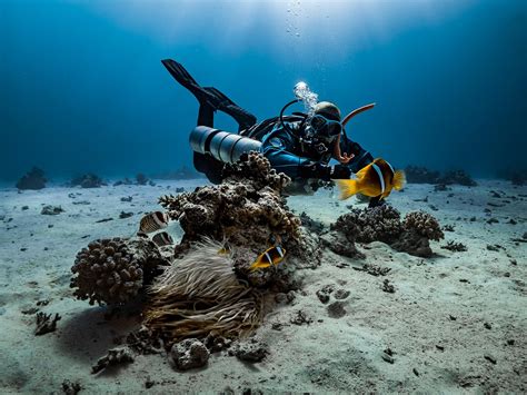 Plus De 10 000 Images De Poisson Abysses Et De Poisson Pixabay